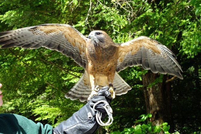 Sitka Premium Tour- Private- Alaska Raptor Center, Fortress of the Bears,Totems - Transportation & Group Size