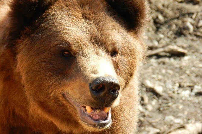 Sitka Premium Tour- Private- Alaska Raptor Center, Fortress of the Bears,Totems - Duration & Timing