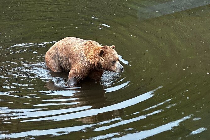 Sitka Private Adventure 4x4 Truck Tour & Lunch w/2 admissions - Authentic Experiences in Nature & Wildlife