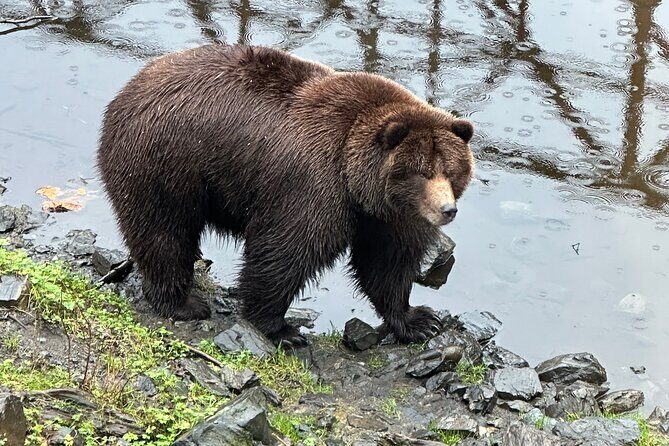 Sitka Scenic Private Tour - An Overview of the Sitka Scenic Private Tour