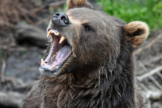 Sitka Scenic Tour - A Step-by-Step Breakdown of the Itinerary