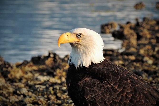 Sitka Scenic Tour - Authentic Experiences and Real Traveler Feedback