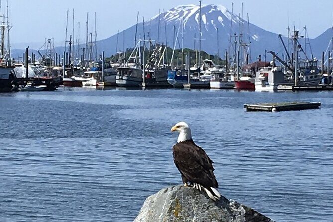 Sitka Sea Birds & Marine Life Private Charter Scenic Eco-Tour - Authenticity and Unique Aspects