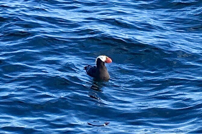 Sitka Sea Birds & Marine Life Private Charter Scenic Eco-Tour - Practical Tips for Booking and Participation