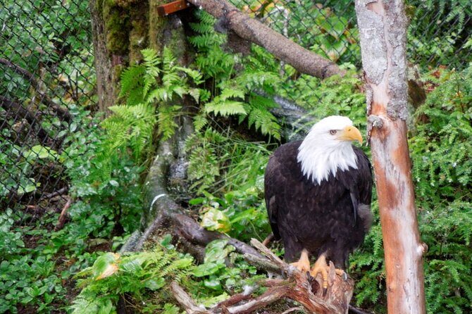 Sitka Sea Birds & Marine Life Private Charter Scenic Eco-Tour - Who Will Love This Tour?