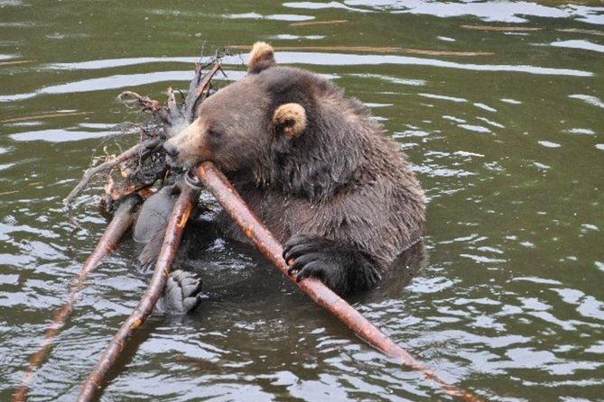 Sitka Shore Excursion: Bears, Raptor Center, & Totem Park Tour (Small Group) - Authentic Perspectives from Travelers