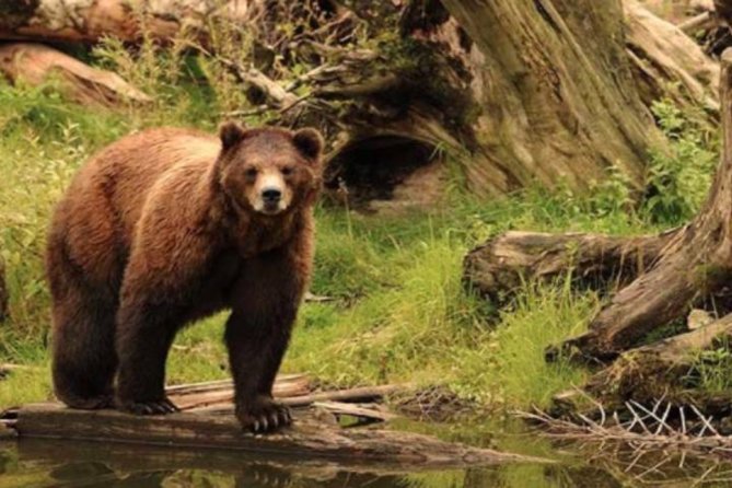 Sitka Shore Excursion: Bears, Raptor Center, & Totem Park Tour (Small Group) - Who Would Love This Tour?
