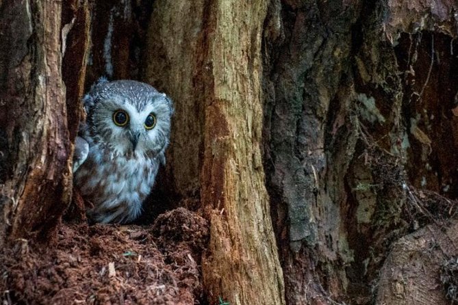 Sitka Shore Excursion: Bears, Raptor Center, & Totem Park Tour (Small Group) - FAQ