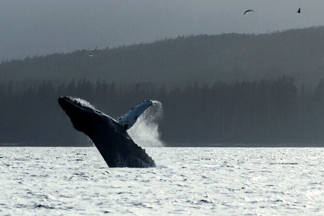 Sitka Sound Marine Wildlife Tour - The Itinerary: What to Expect and Why It Matters