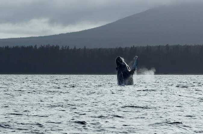 Sitka Sound Marine Wildlife Tour - Who Would Love This Tour?
