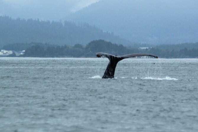 Sitka Sound Marine Wildlife Tour - The Sum Up