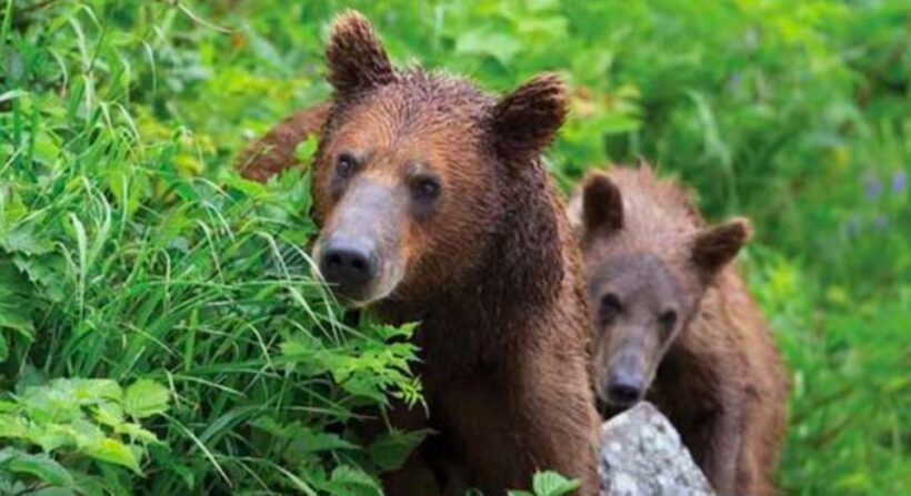 Sitka: Totem Poles, Raptor Centre, & Fortress of Bears Tour - Final Thoughts