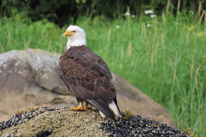 Sitka Whale Watch and Sea Otter Quest - Summing Up: Is It Worth It?