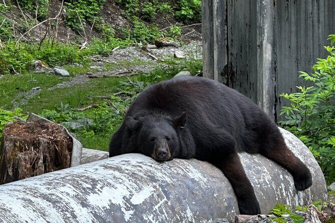 Sitka's Favorite Sites Private Land Tour for 6 (Meal option avail - Accessibility and Practicalities