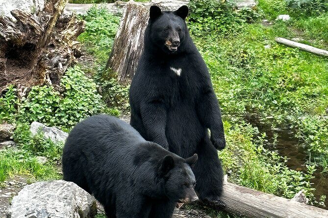 Sitka's Favorite Sites Private Land Tour for 6 (Meal option avail - Final Thoughts: Who Should Consider This Tour?