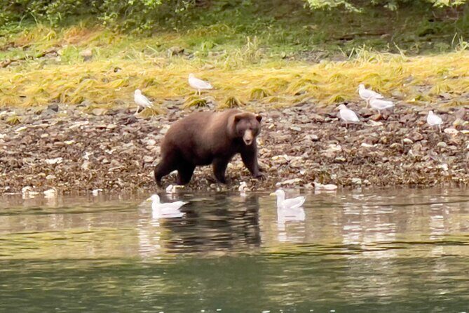 Sitkas Private Wildlife Whale Adventure for 6 w/Transportation - An In-Depth Look at the Experience