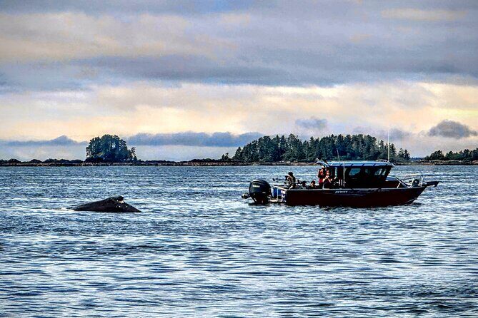Sitkas Private Wildlife Whale Adventure for 6 w/Transportation - Final Thoughts