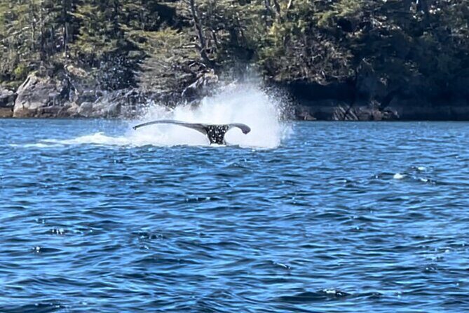 Sitkas Private Wildlife Whale Adventure for 6 w/Transportation - FAQ