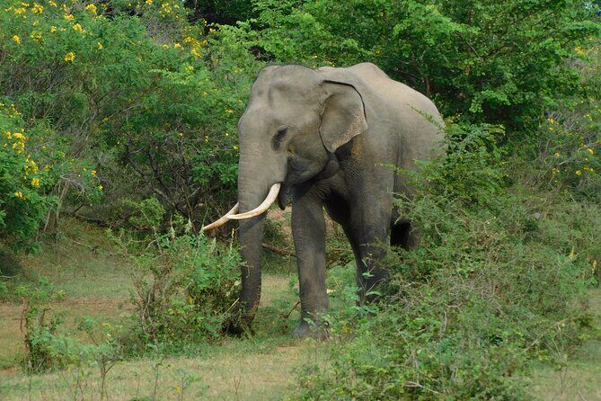 Situlpawwa Temple Visit with Yala National Park outside Safari - What to Expect at Situlpawwa Temple