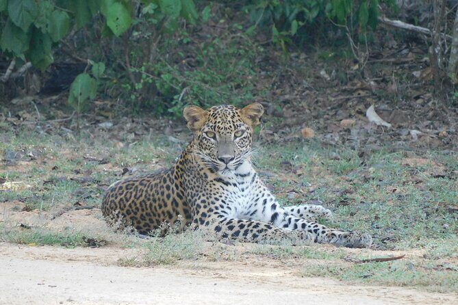 Situlpawwa Temple Visit with Yala National Park outside Safari - Final Thoughts