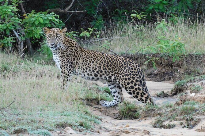 Situlpawwa Temple Visit with Yala National Park outside Safari - FAQ