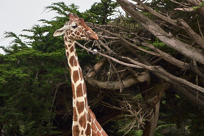 Six Flags Wild Safari Drive-Thru Adventure - What You Can Expect on the Safari