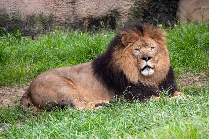 Six Flags Wild Safari Drive-Thru Adventure - Authentic Experiences from Reviews