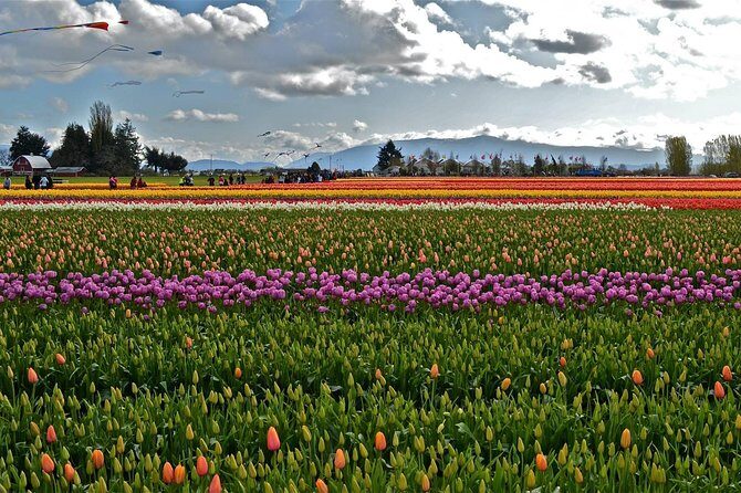 Skagit Valley Tulip Festival Day Tour from Seattle - Authentic Experiences and Practical Details