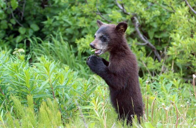 Skagway: Klondike Highway & Yukon Bus Tour with Husky Kennel - FAQs