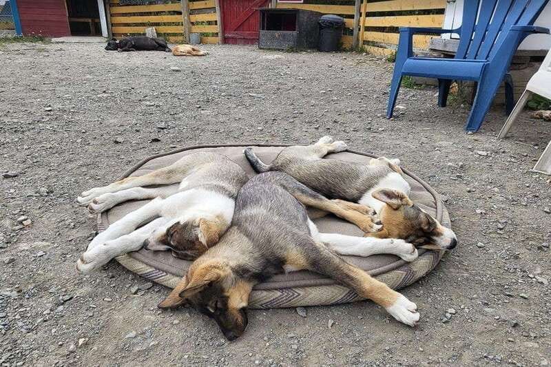 Skagway: Klondike Highway & Yukon Bus Tour with Husky Kennel - FAQ