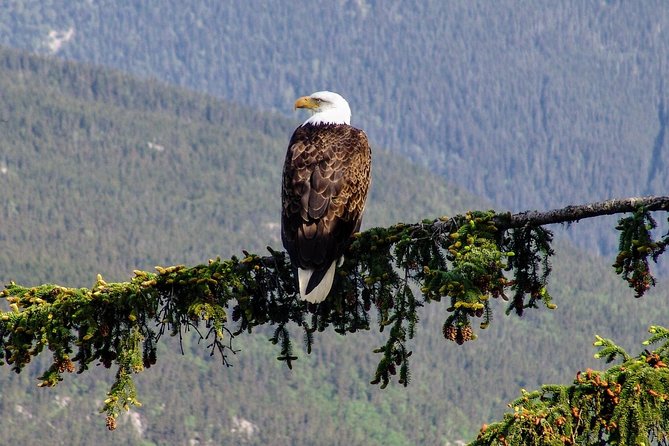 Skagway Shore Excursion: Scenic River Float Tour - What’s Included in the Experience