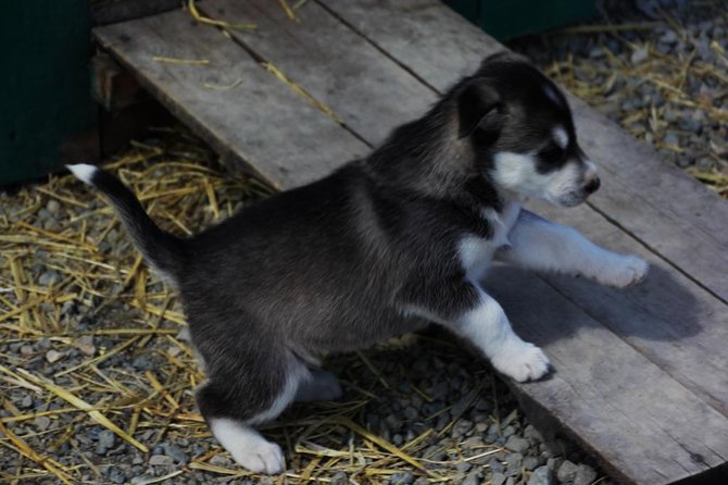 Skagway Shore Excursion: Yukon Discovery Tour - Authentic Encounters with Nature and Culture