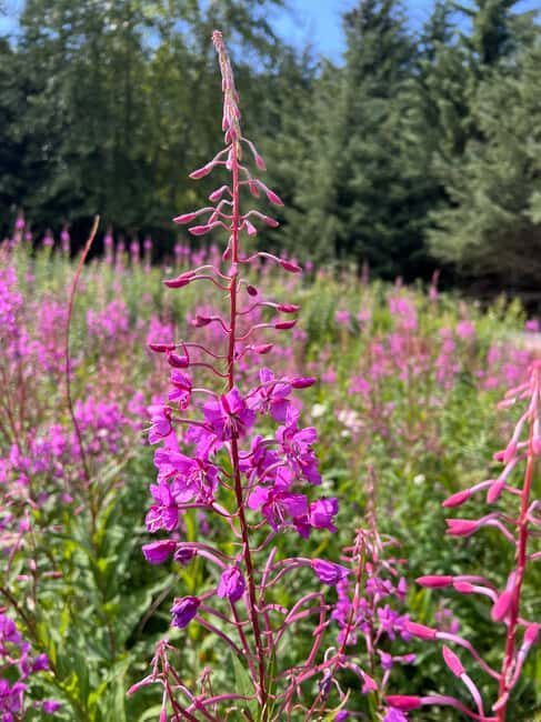 Skagway: Yukon Discovery Tour - Key Points
