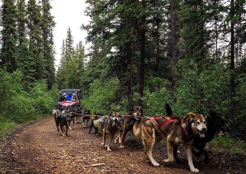 Skagway: Yukon Dog Mushing & Sightseeing Tour - Analyzing the Experience and Value