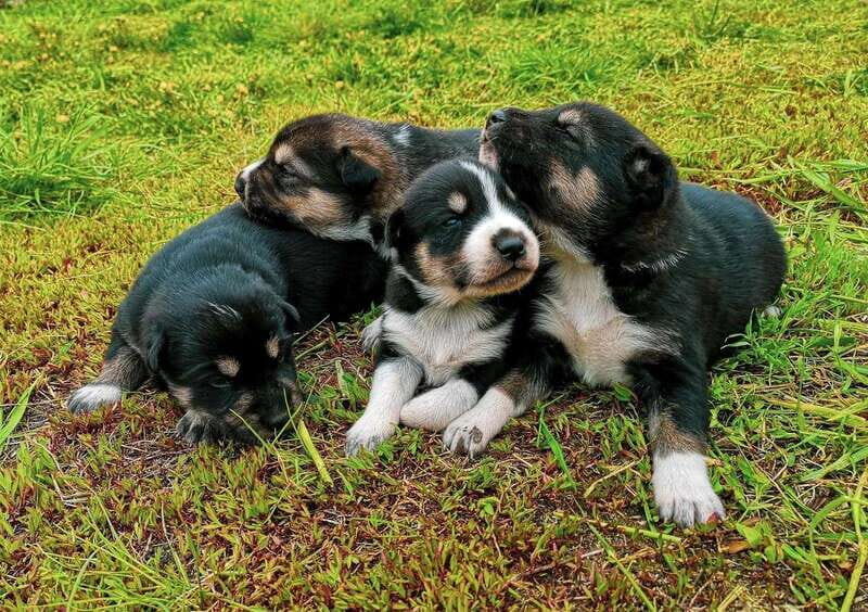 Skagway: Yukon Dog Mushing & Sightseeing Tour - Who Will Love This Tour?