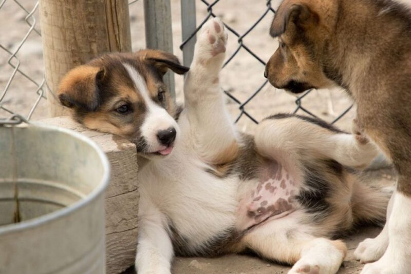 Skagway: Yukon, White Pass, & Husky Sled Camp Combo Tour - The Yukon: Entry and Highlights