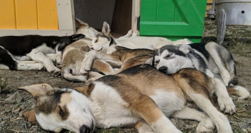 Skagway: Yukon, White Pass, & Husky Sled Camp Combo Tour - The Value for Money