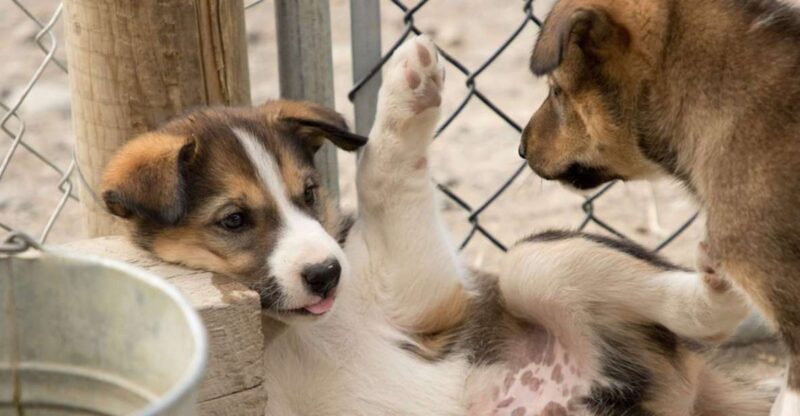 Skagway: Yukon, White Pass, & Husky Sled Camp Combo Tour - Final Thoughts: Who Will Love This Tour?