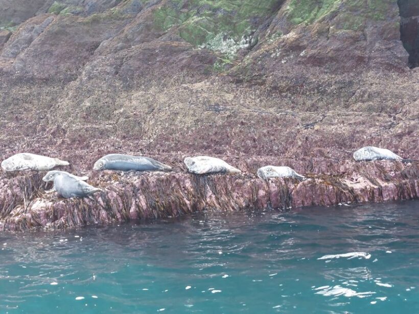 Skellig Michael: Skellig Sightseeing Cruise with AquaTerra - Practical Details & Tips