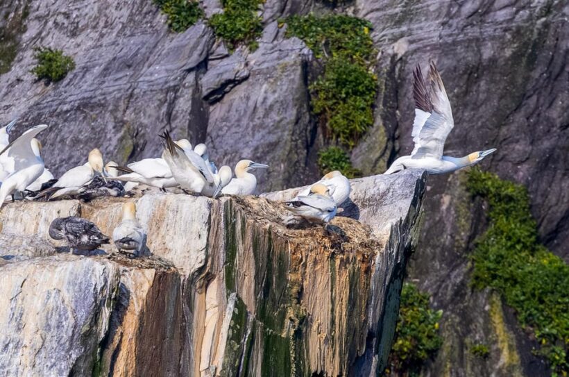 Skellig Michael: Skellig Sightseeing Cruise with AquaTerra - Authentic Traveler Perspectives