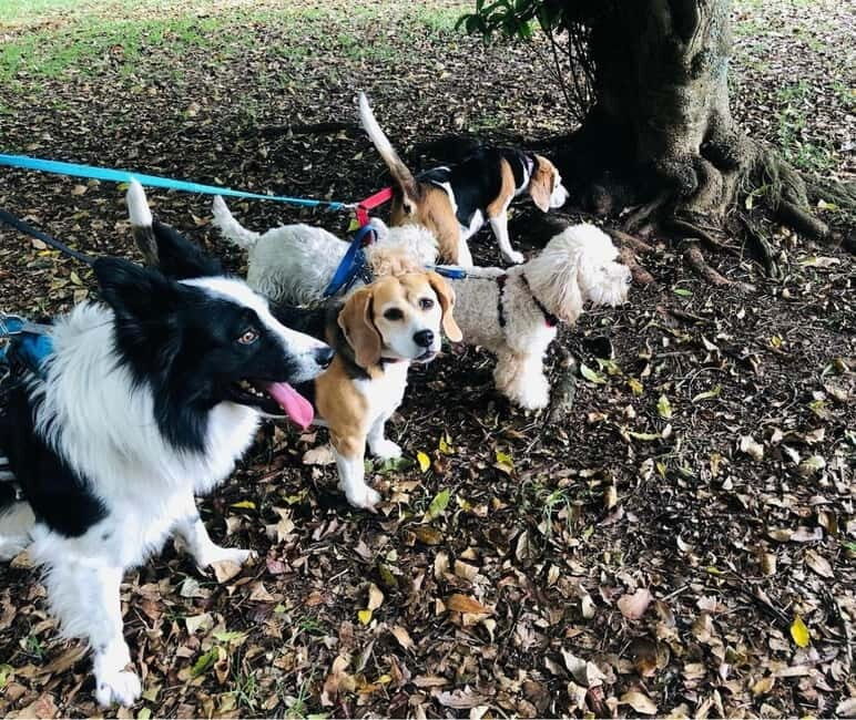 Skiathos: Dog Shelter Visit, Hike & Cooking Class with Lunch - A Walk Through the Day: What to Expect