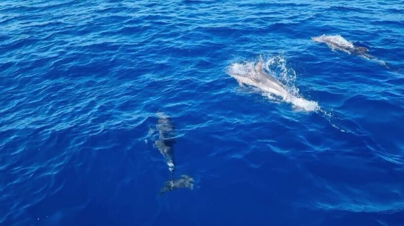 Skiathos private tours :Sailing day with lunch on board, - Practical Details to Keep in Mind