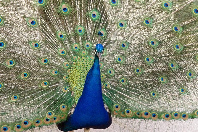 Skip the Line: Ambras Castle in Innsbruck Entrance Ticket - Exploring Ambras Castle at Your Own Pace