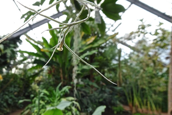 Skip-the-Line: Botanic Garden Entry Ticket - Visitor Experience and Feedback