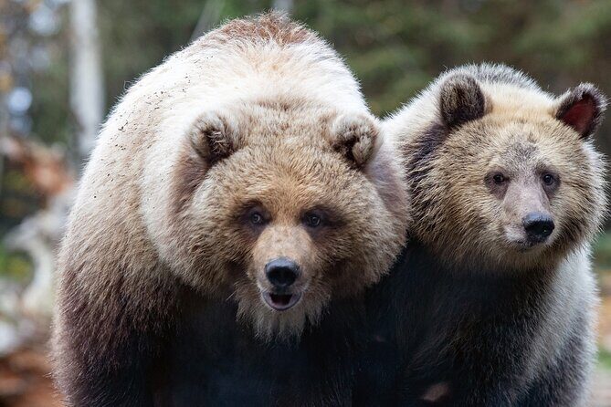 Skip the Line: Daily Admission at Woodland Park Zoo Ticket - Specific Highlights That Make the Visit Special