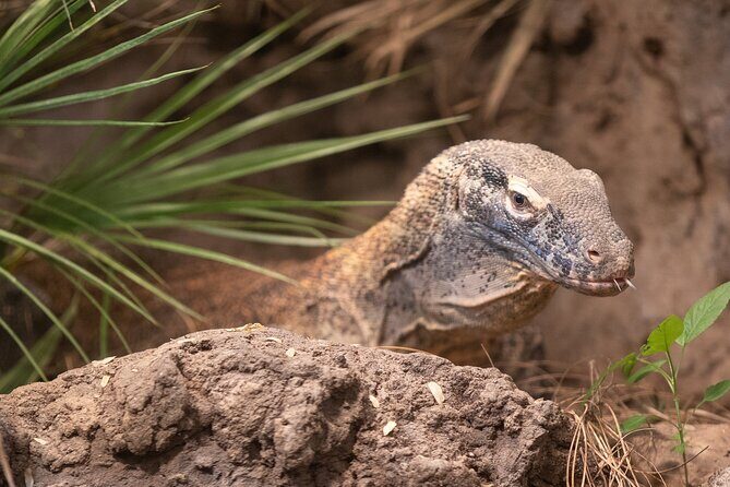 Skip the Line: Daily Admission at Woodland Park Zoo Ticket - Authentic Perspectives from Visitors
