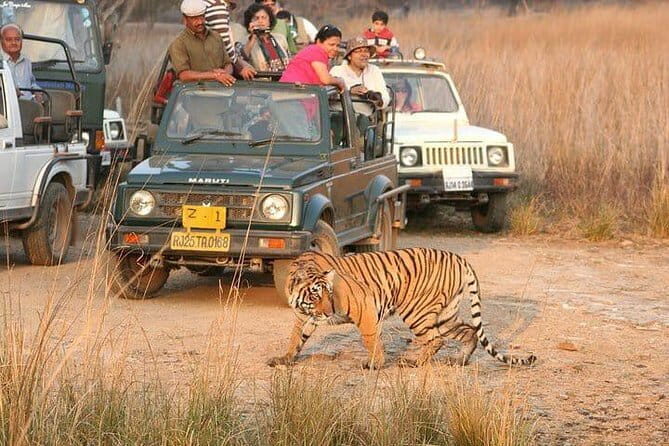 Skip-the-Line Entry for Ranthambore Gypsy Safari - An In-Depth Look at the Safari Experience