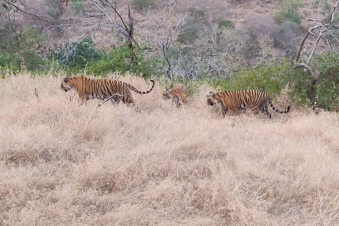 Skip-the-Line Entry for Ranthambore Gypsy Safari - Final Thoughts: Why This Tour Matters