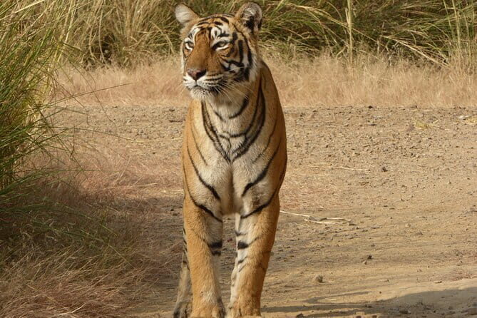 Skip-the-Line Entry for Ranthambore Gypsy Safari - FAQ: Practical Questions About the Ranthambore Gypsy Safari