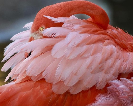 Skip the Line: Flamingo Gardens Admission Ticket in Fort Lauderdale - What You Can Expect at Flamingo Gardens